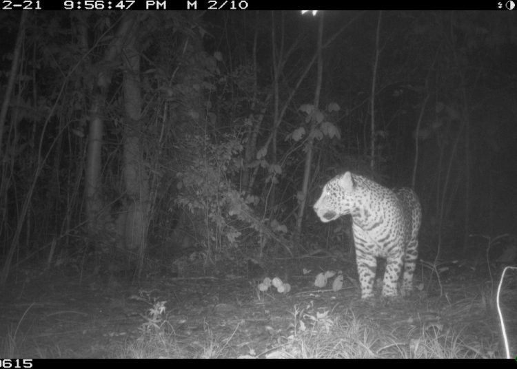 Monitorean fauna silvestre en Petén - Agencia Guatemalteca de Noticias