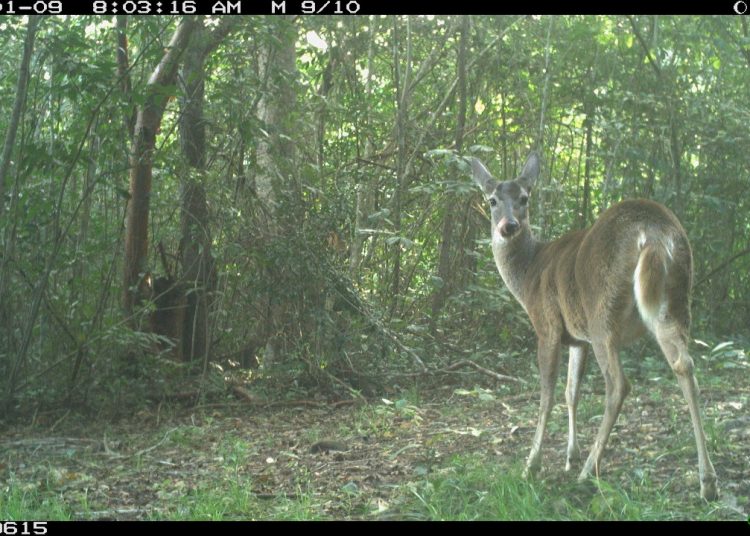 Monitorean fauna silvestre en Petén - Agencia Guatemalteca de Noticias