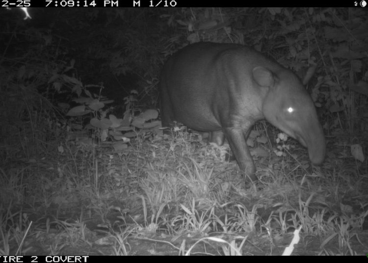 Monitorean fauna silvestre en Petén - Agencia Guatemalteca de Noticias