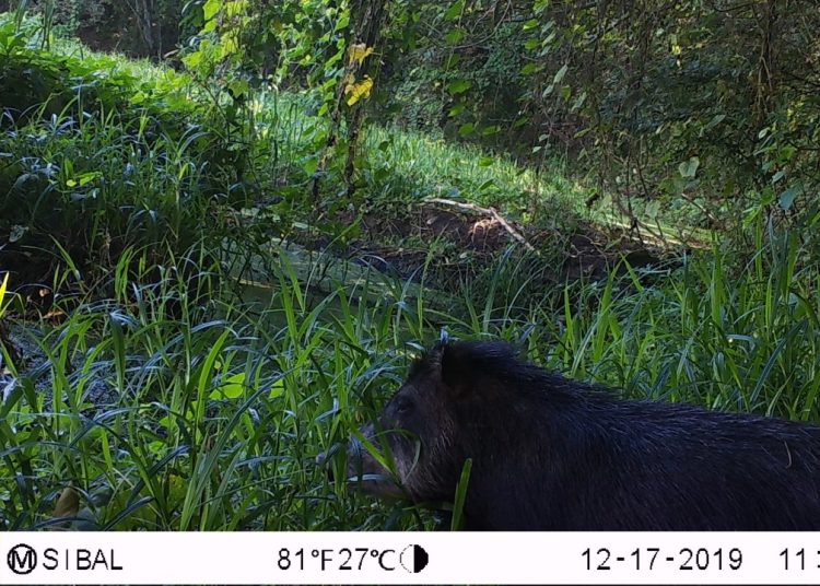 Monitorean fauna silvestre en Petén - Agencia Guatemalteca de Noticias