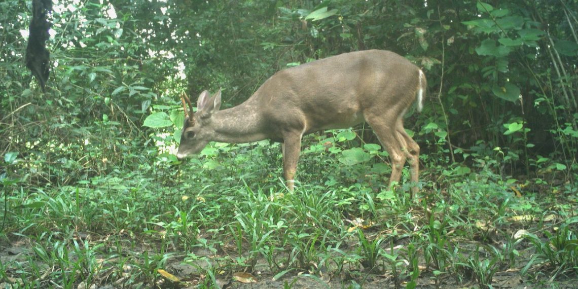 Monitorean fauna silvestre en Petén - Agencia Guatemalteca de Noticias