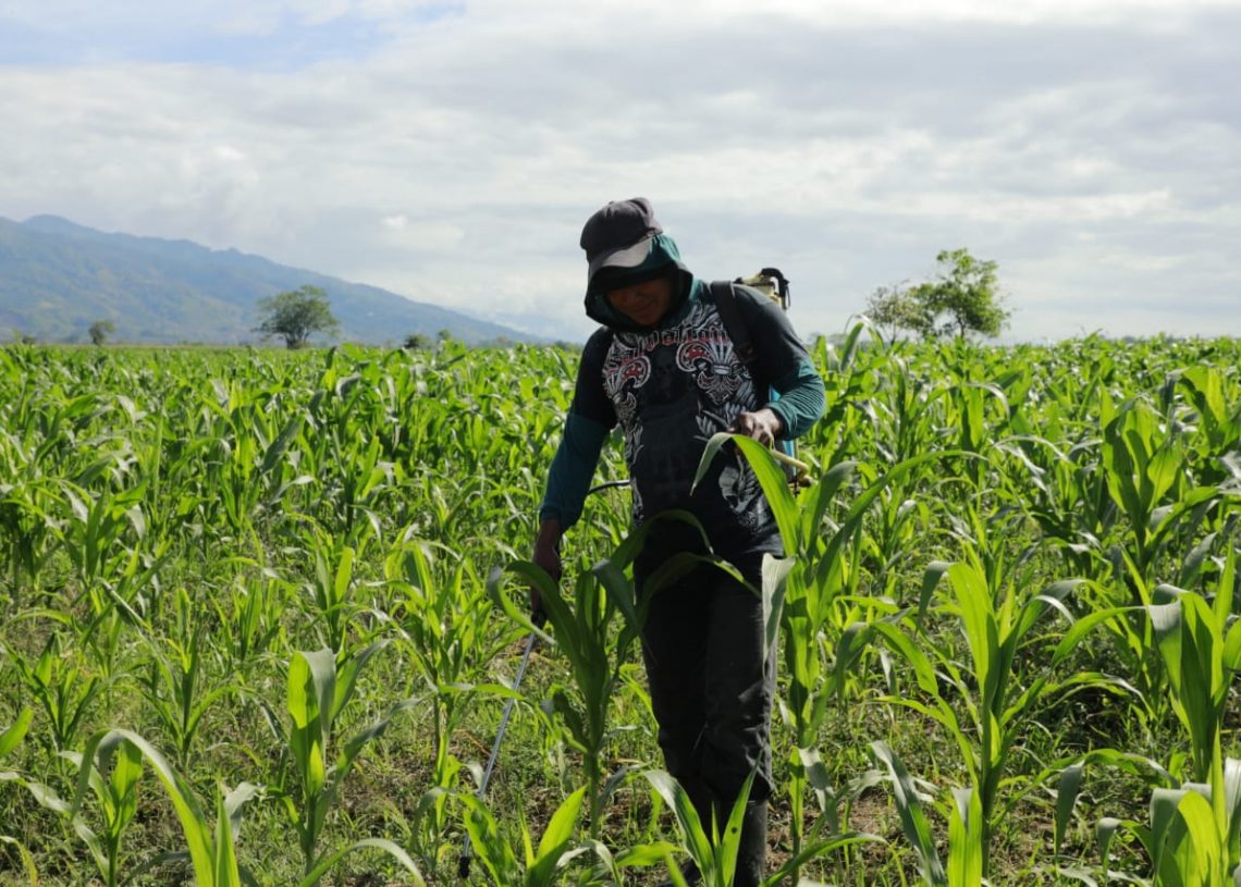 MAGA apoya a comunidad de Panzós en el cultivo de sus cosechas ...