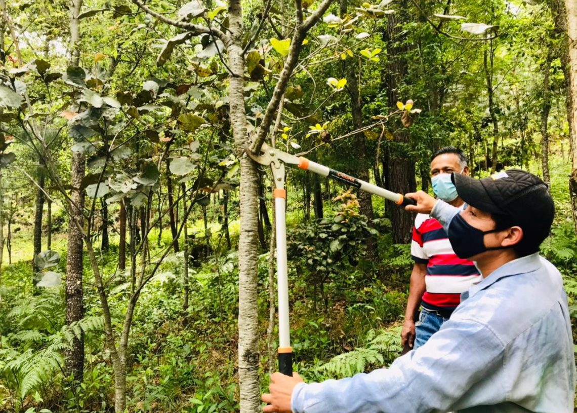 Beneficiarios del Pinpep se capacitan sobre podas y raleos - Agencia ...