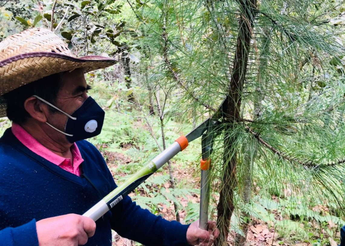Beneficiarios del Pinpep se capacitan sobre podas y raleos - Agencia ...