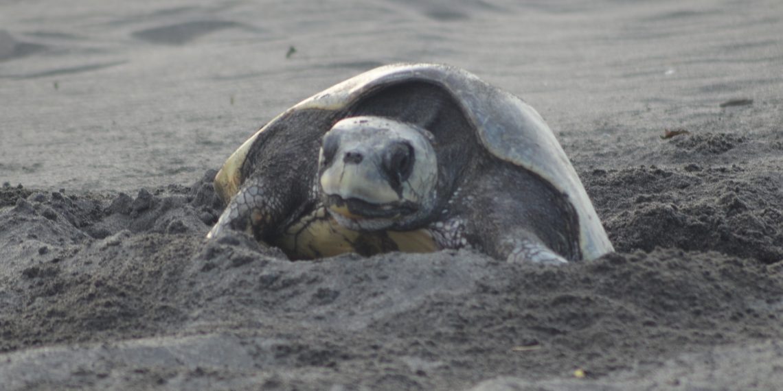 Conap legaliza y avala a recolectores de huevos de parlama - Agencia ...