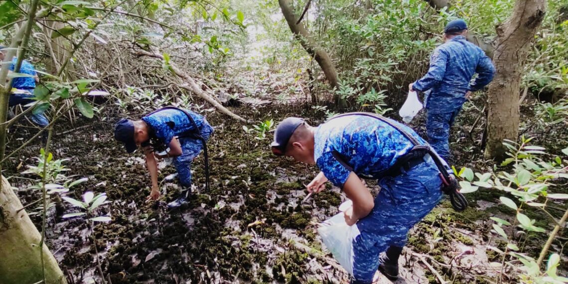 Reforestan con mangle reserva natural de Monterrico - Agencia ...
