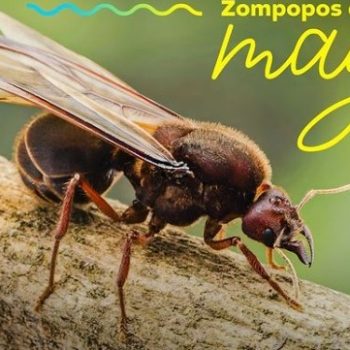 Garantizan buen servicio por medio de redes integradas de salud ...