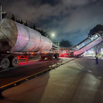 Los zompopos de mayo, héroes invisibles de los bosques - Agencia ...