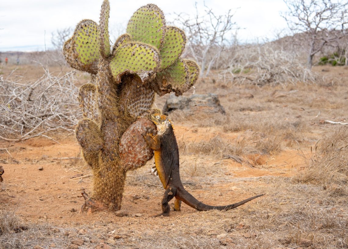 iguanas - Agencia Guatemalteca de Noticias