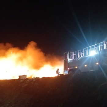 Los zompopos de mayo, héroes invisibles de los bosques - Agencia ...